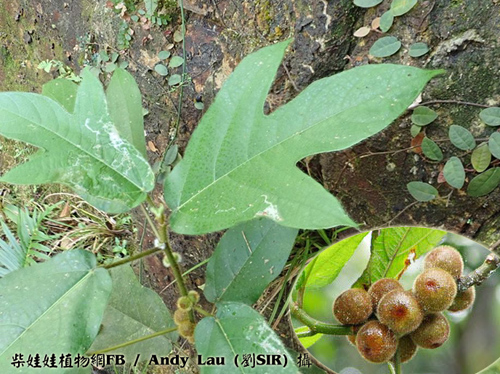 150-粗葉榕_五指毛桃_裂掌榕
