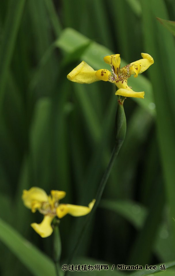 2744-斯特耶馬克黃扇鳶尾