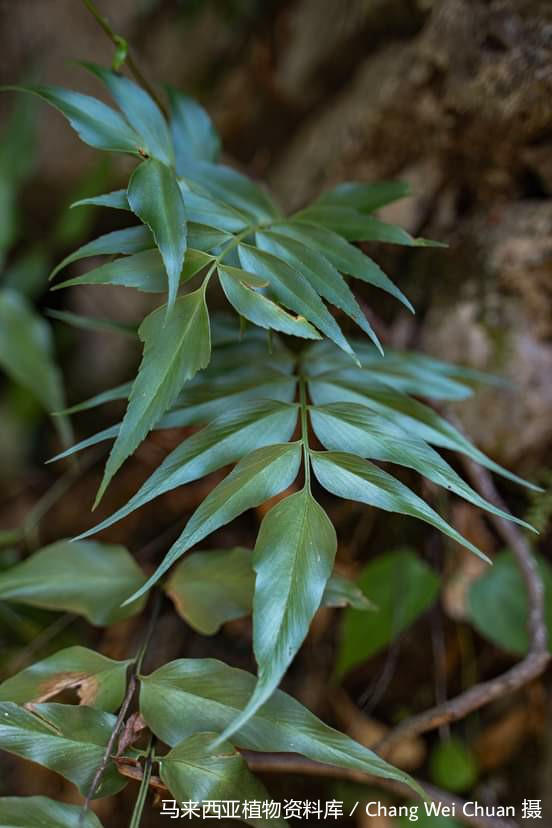 马来西亚植物资料库