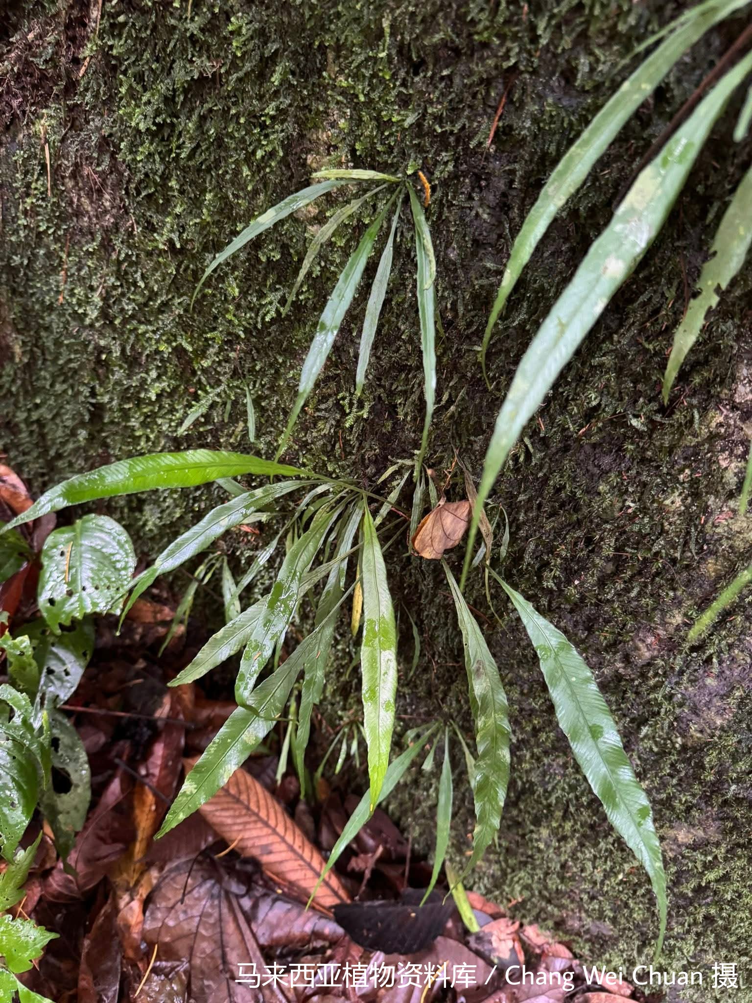 马来西亚植物资料库