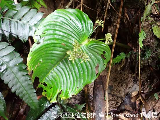 马来西亚植物资料库