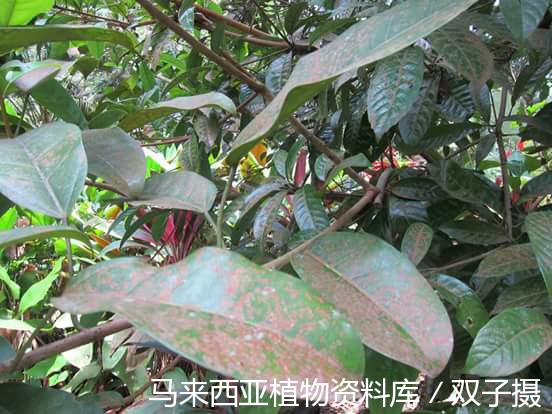4219-圆果榕