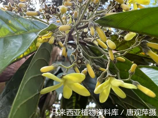 马来西亚植物资料库