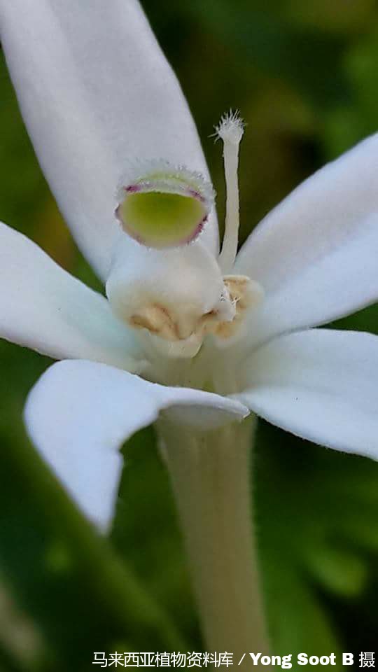 5440-同瓣草