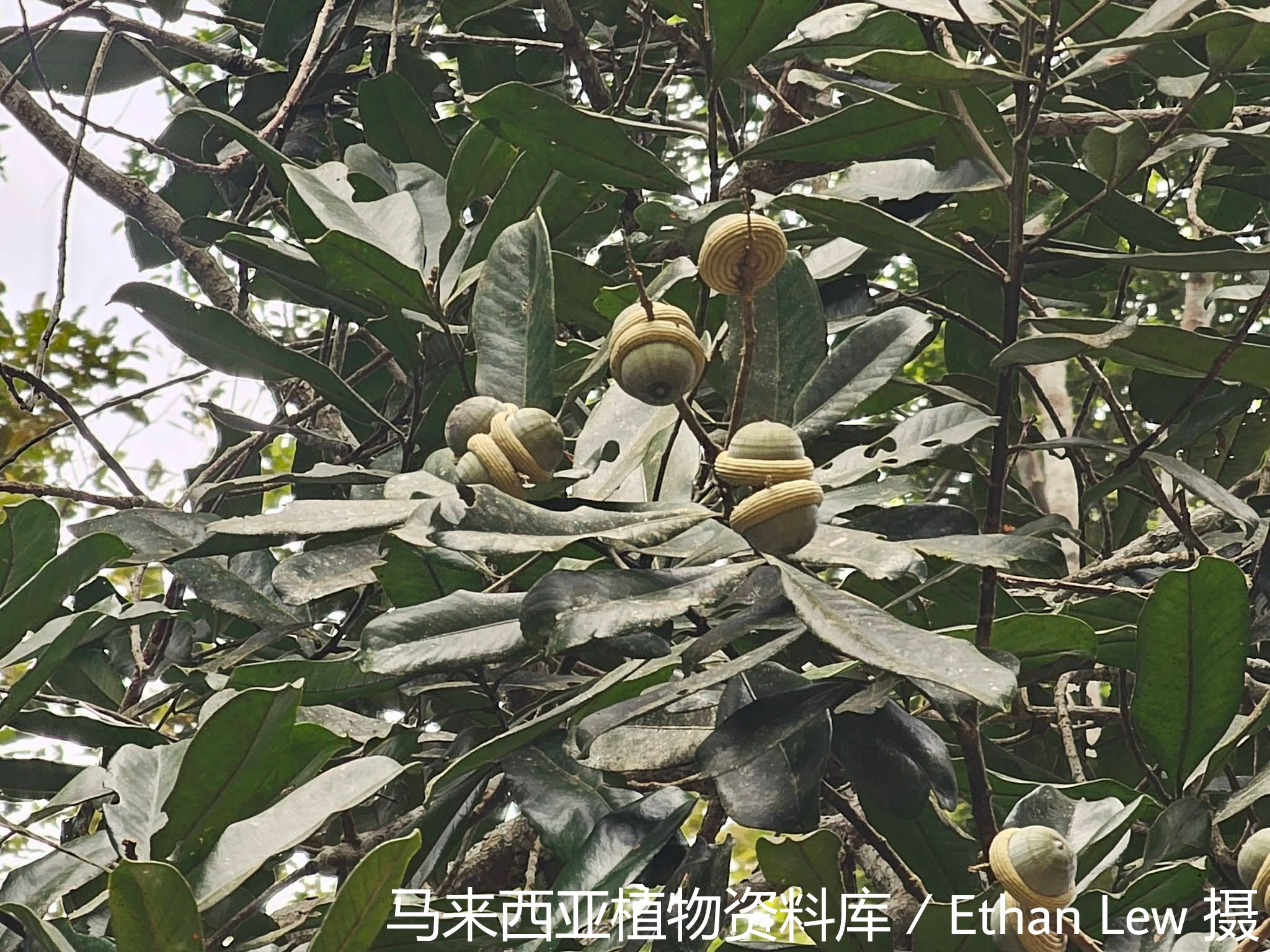 马来西亚植物资料库