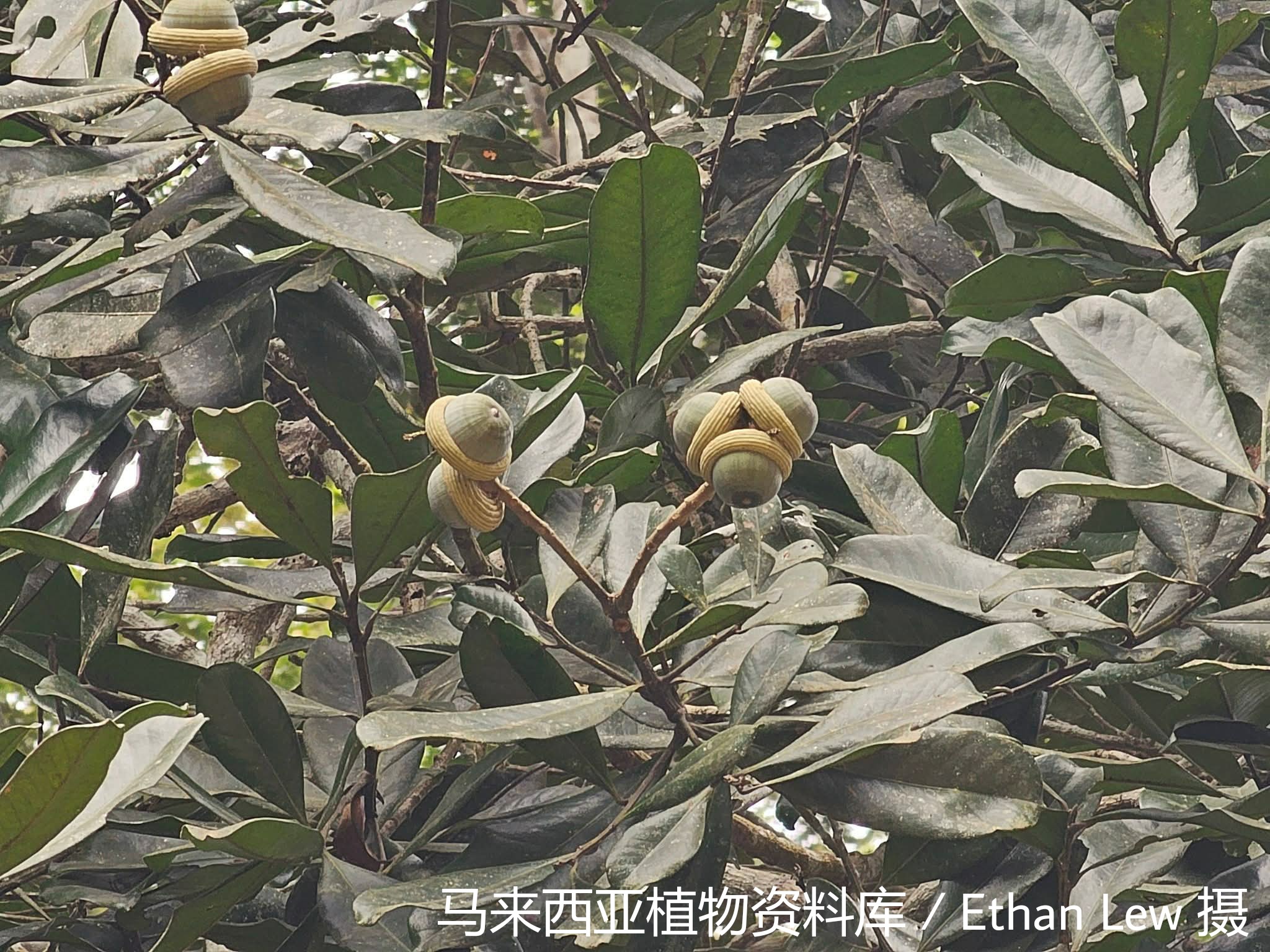 5656-亮 柯