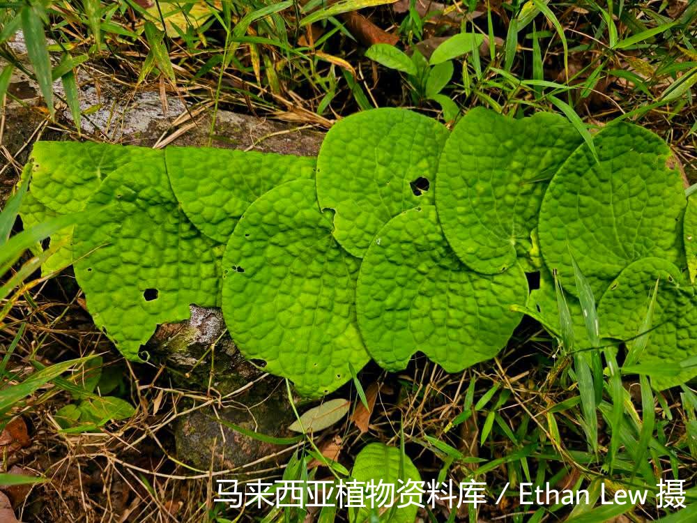 马来西亚植物资料库