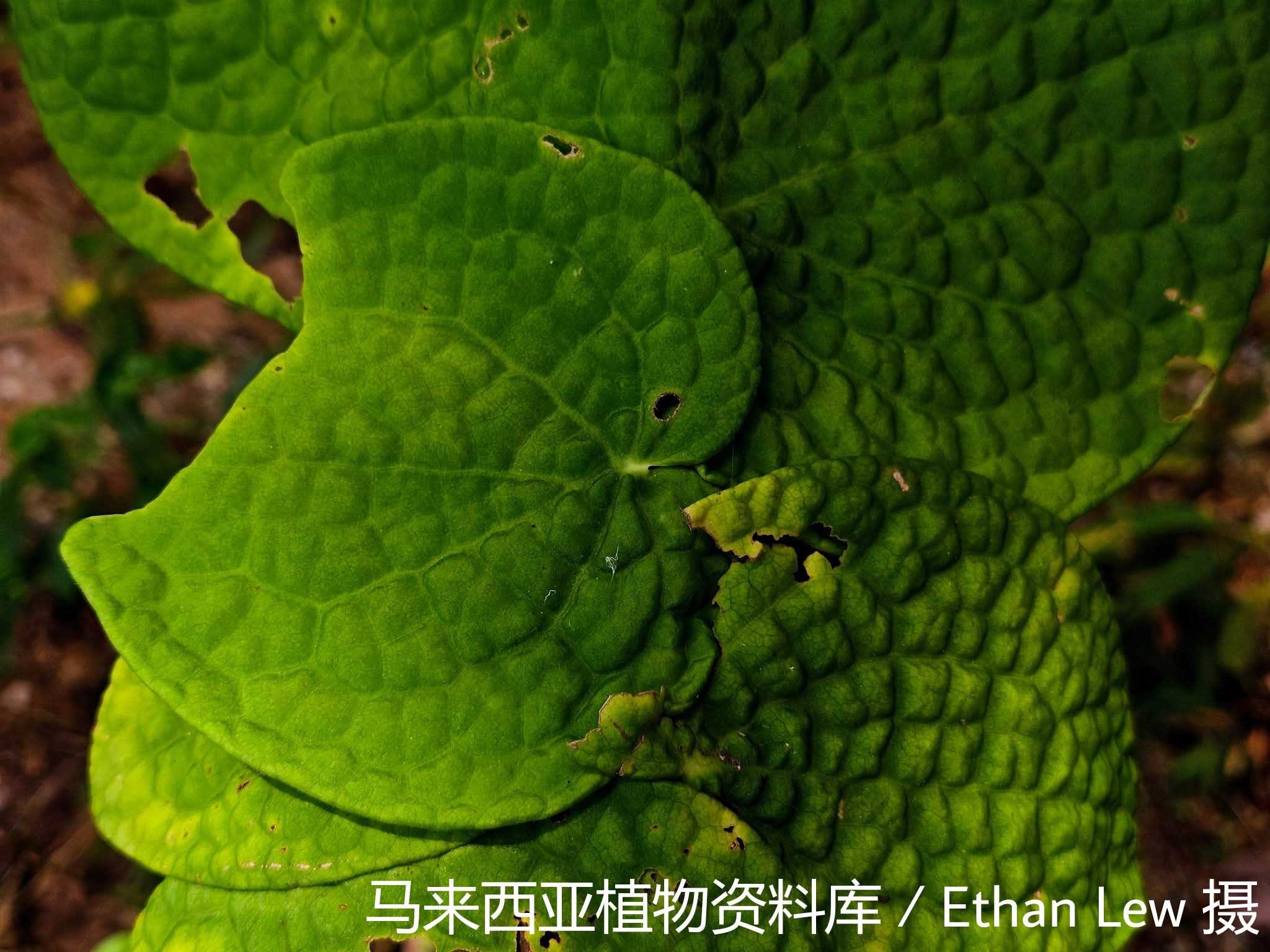 7000-极钝 胡椒