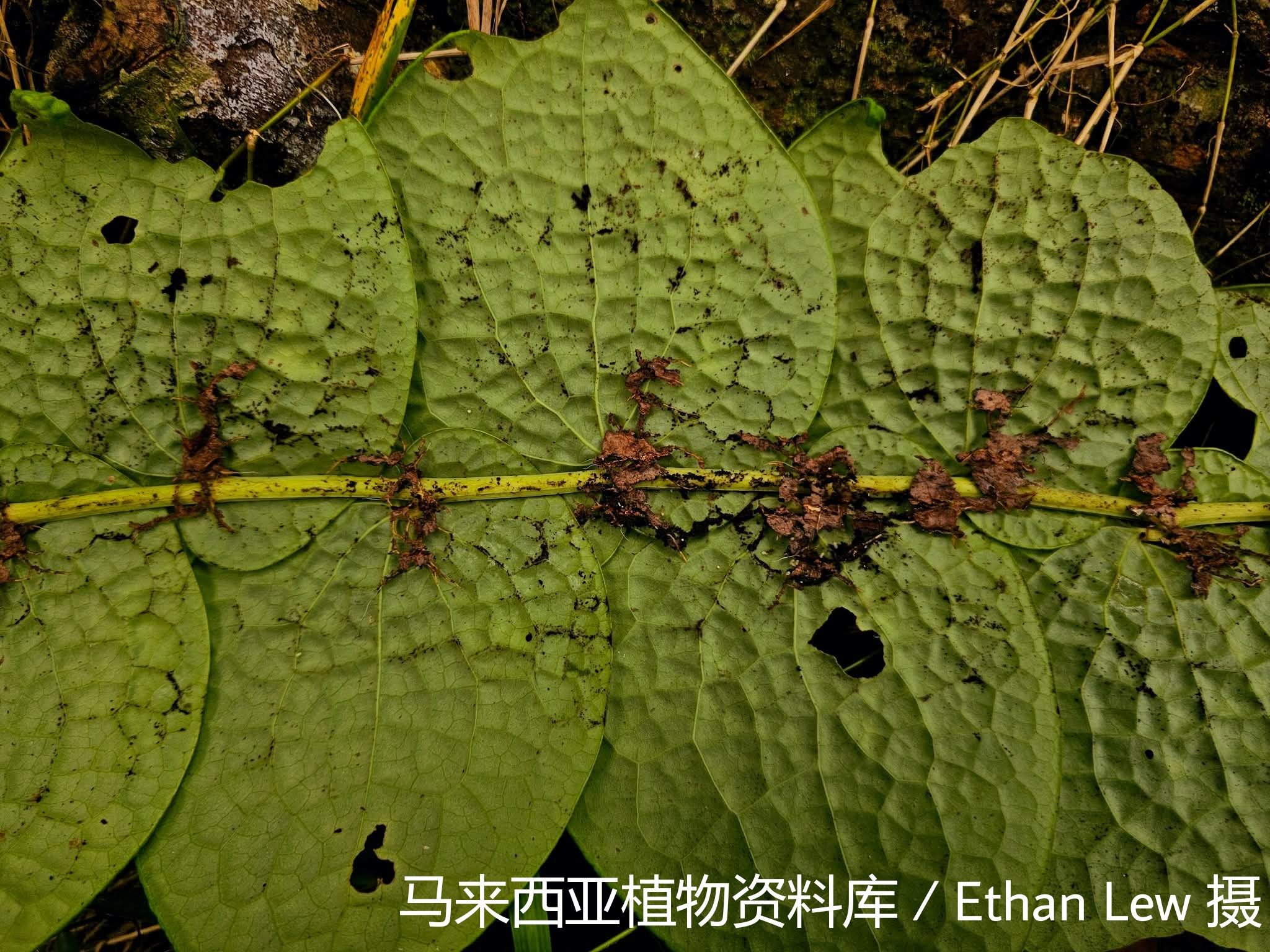 7000-极钝 胡椒