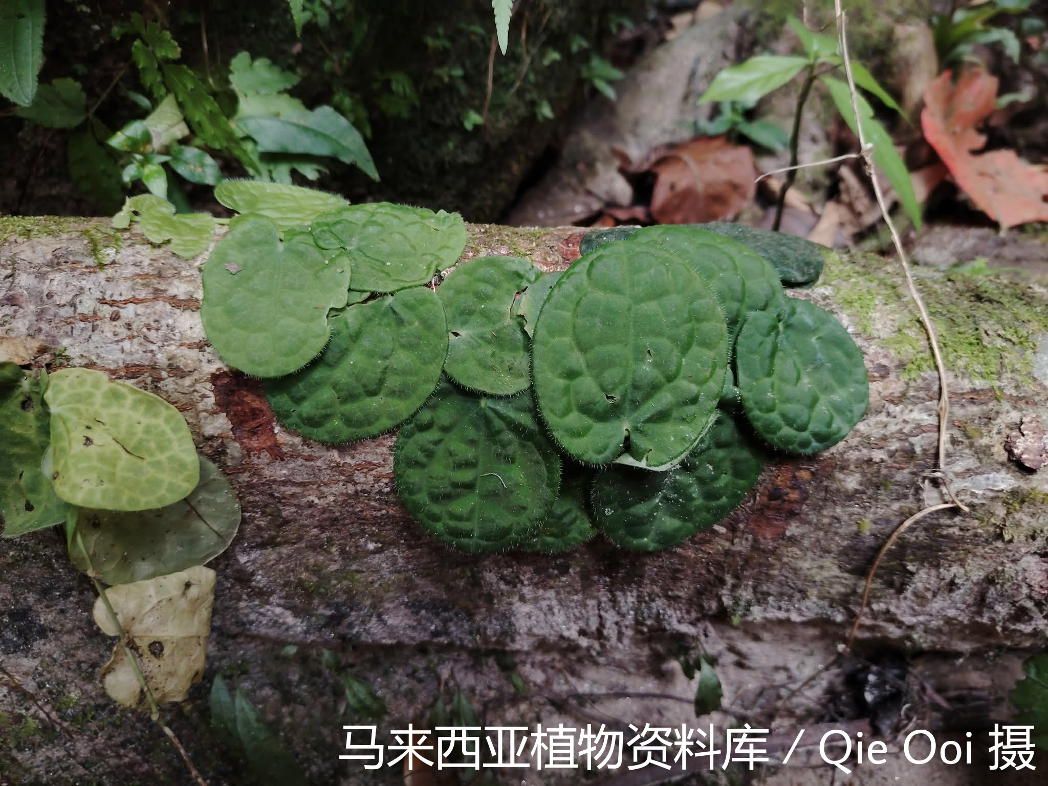 7000-极钝 胡椒
