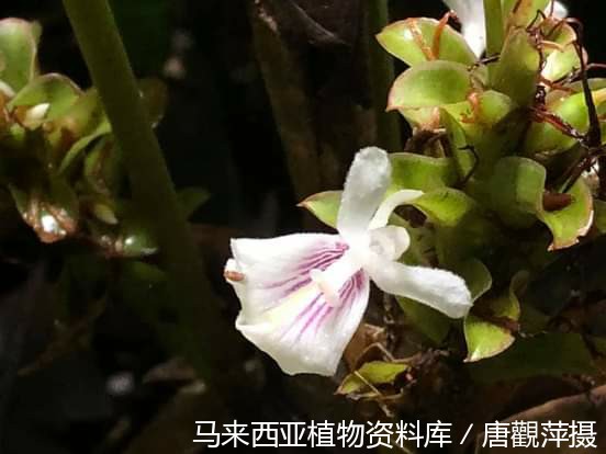 7726-短葶纹山柰