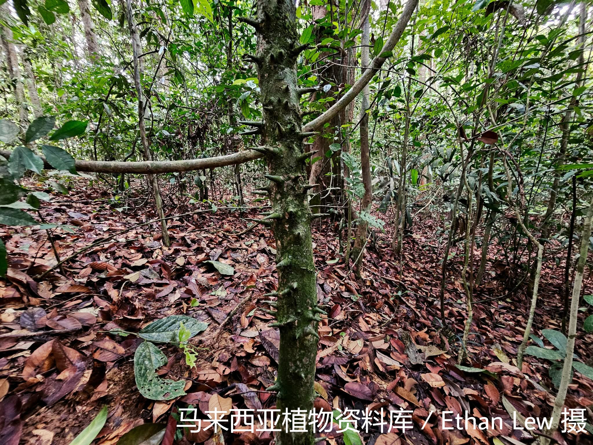 马来西亚植物资料库