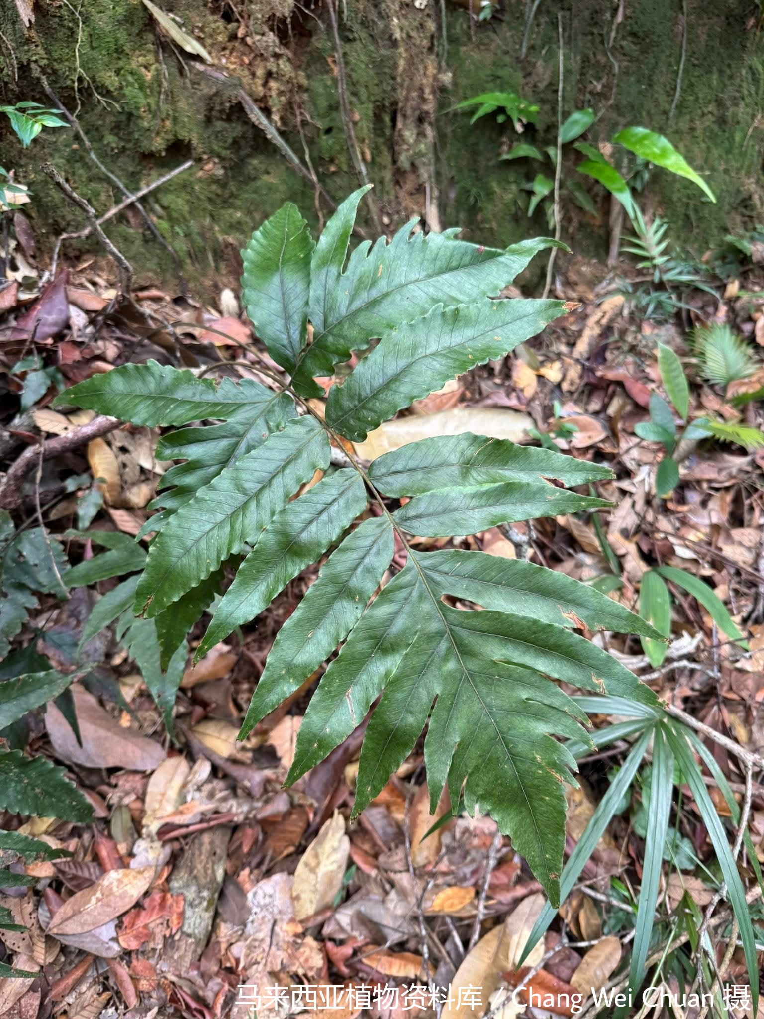 马来西亚植物资料库
