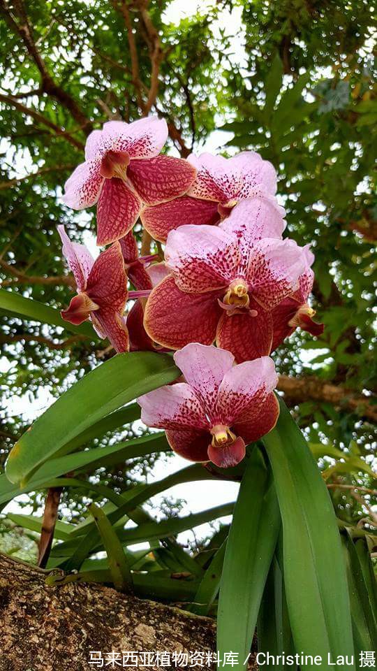 9285-桑德万代兰