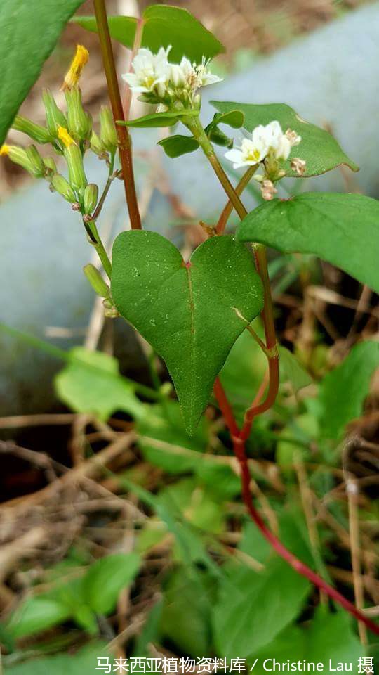 9324-荞麦